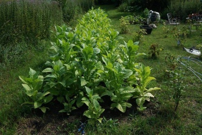 Odla din egen tobak - Komplett guide - Minprilla.se